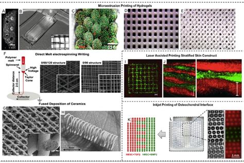 Three Dimensional 3d Scaffolds Manufactured By Different 3d Printing Download Scientific