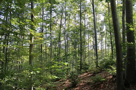 Bosque Naturaleza Paisaje Foto Gratis En Pixabay Pixabay