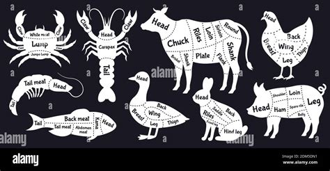 Butcher Guide Meat Cuts Scheme Beef Chicken Fish And Shrimp