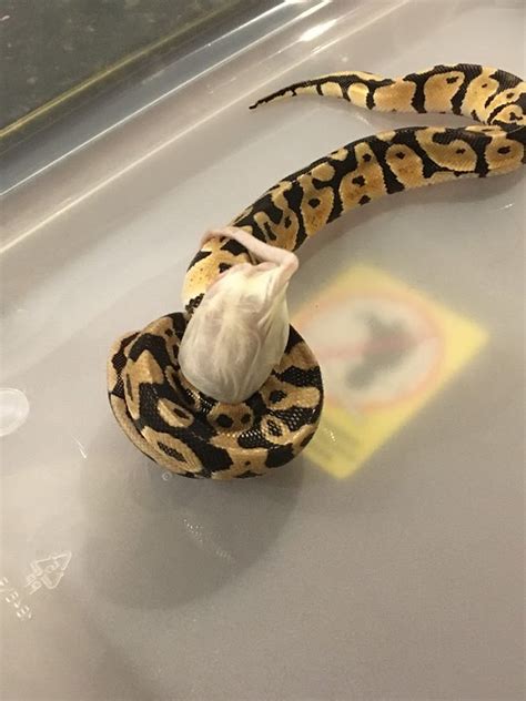 New Ball Python Rescue Pastel Normal Or Something Else