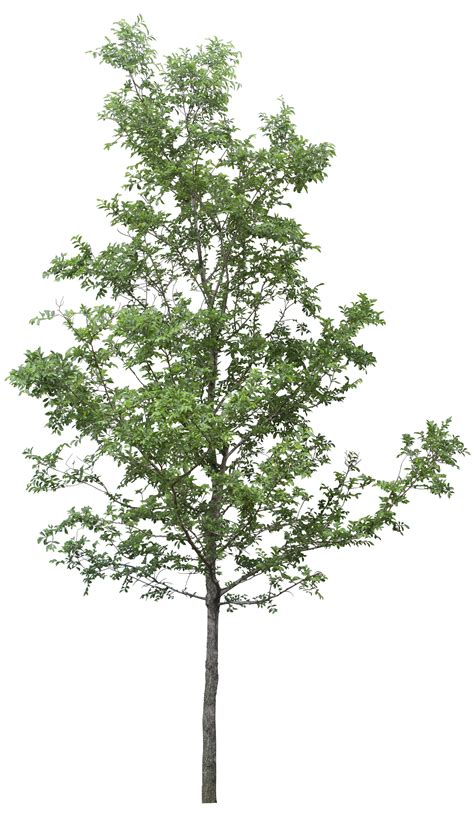 Tree 40 Png 2037×3500 나뭇잎 조경 식물 나무 종류