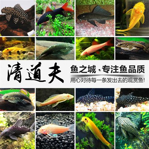 清道夫鱼缸工具鱼除藻工具鱼鱼缸除藻鱼垃圾鱼清洁鱼热带观赏鱼 虎窝淘