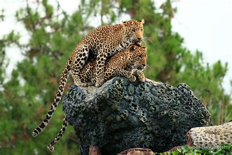 A Couple Of Java Leopard By Ismail Basymeleh Redbubble