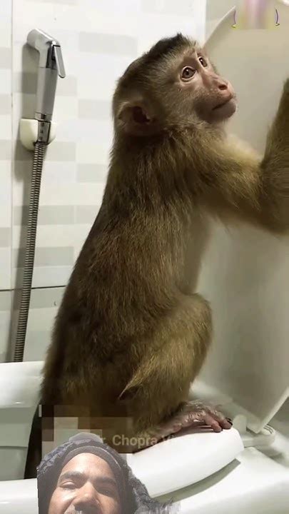 Funny Monkey Comedy Funnymonkey Animals Shots Cuteanimals Cat