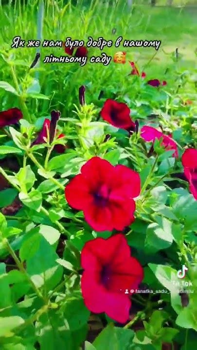 село сад садівництво Garden сільськежиття дача дачники садок