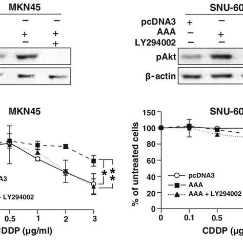 Effect Of Pi3k Inhibitor Ly294002 On Pakt Expression And Cisplatin