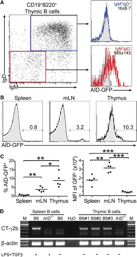 Figure 2 From Self Antigen Driven Thymic B Cell Class Switching
