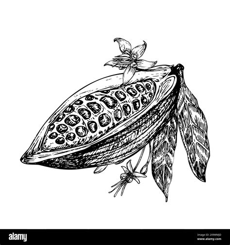 Cocoa Fruit Graphic Vector Illustration Hand Drawn Sketch Of Vegetable