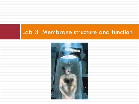 PPT Lab Membrane Structure And Function PowerPoint Presentation Free Download ID