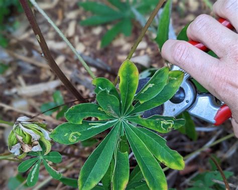 Pruning Lupine Plant Addicts