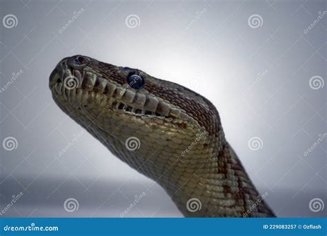 This Is A Close Up Of A Carpet Python Stock Image Image Of Cream Strangle