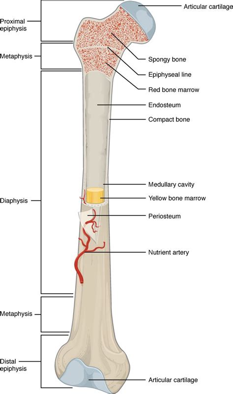 Basic Surface Anatomy Of A Bone Lawsonkruwrobles