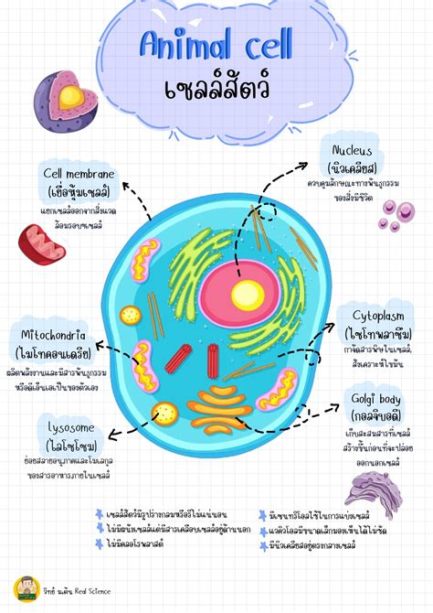 วิทย์ ม ต้น Real Science Added วิทย์ ม ต้น Real Science