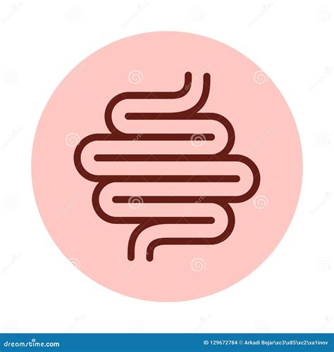 Digestive Tract Vector Icon Stock Vector Illustration Of Digestive