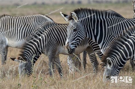 Endangered Grevy S Zebras Equus Grevyi Grassing In The Grasslands At