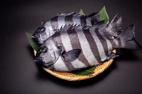 磯の王者石鯛を釣ろう石鯛を釣り上げる方法や必要なタックルを徹底解説 Greenfieldグリーンフィールド