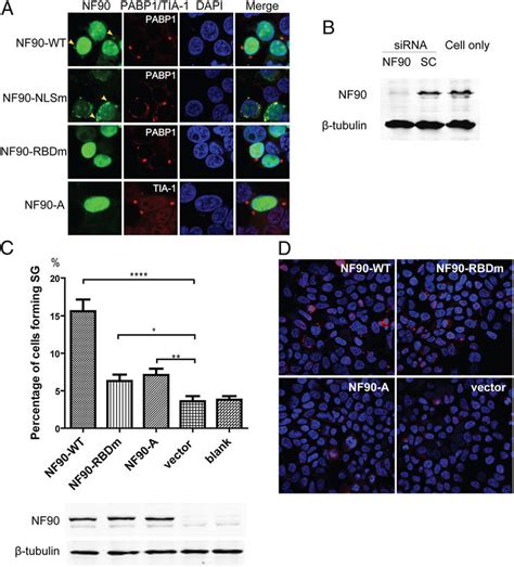Nf90 Rna Binding And Phosphorylation By Pkr Are Required For