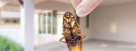 Cockroach Control In Adelaide Eco Friendly Pest Control