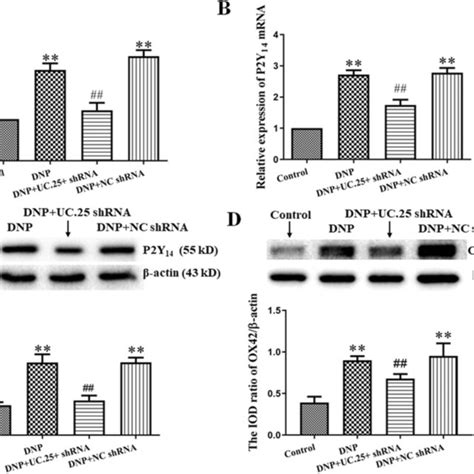 The Expression Of P2y14 Receptor And Ox42 In The Spinal Cord A