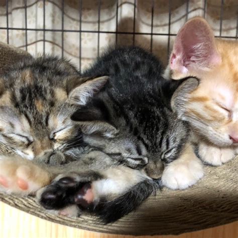 にゃわんけん 生まれた！今のところ3匹確認したけどこれ以上は覗けないし、待つしかない！母ちゃんよく頑張った！ちっちゃい！ 保護猫 出産