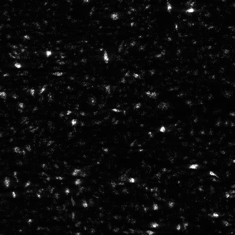 Rna Scope Imaging And Quantification Image Analysis Imagesc Forum