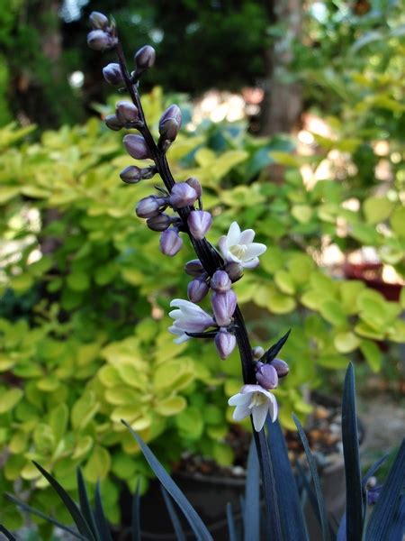 ジャノヒゲ（リュウノヒゲ）の写真 みんなの趣味の園芸 444137