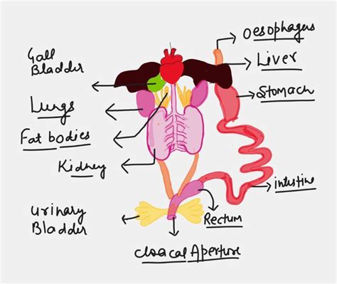 Diagrammatic Representation Of Internal Organ Of Frog Showing Complete