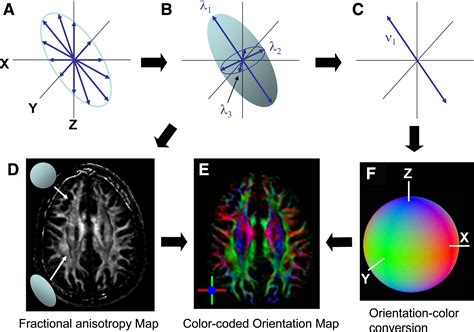 Principles Of Diffusion Tensor Imaging And Its Applications To Basic Neuroscience Research Neuron