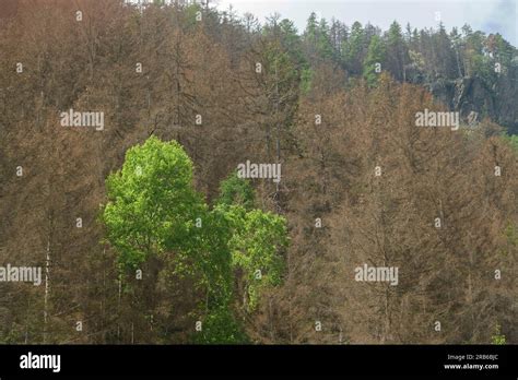 Tyrol Austria Collapsing Protective Forest In The Alps Due To Drought And Bark Beetle
