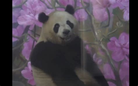 【梅兰肉肉】去年生日前夕，谷里给肉肉修整院子，居然把肉娃的垫脚石搬走了。从此肉娃都是靠自己的大长腿轻轻松松上木架哟！黑妈还幸灾乐祸，好过混的！ 秦墨年 秦墨年 哔哩哔哩视频