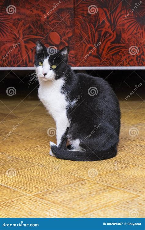 An Elegant Black And White Cat Posing Stock Image Image Of Camera