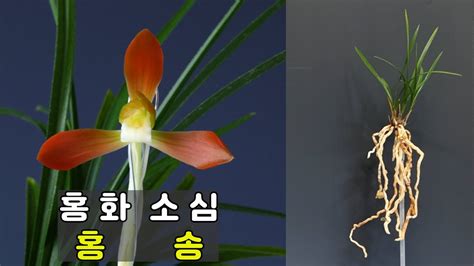 제36편 홍송 판매완료 난초 좋은난 건강한난 화소정 힐링 취미 한국춘란 춘란판매 난초배양 난초물주기 난병해 무료 나눔