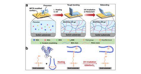 Dynamic Disulfide Bond Regulated Tough Adhesion And On Demand Debonding