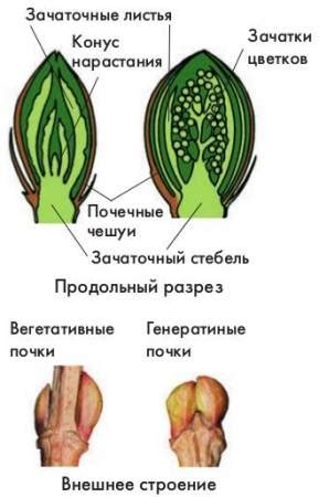 Почки, их строение и разнообразие, Биология