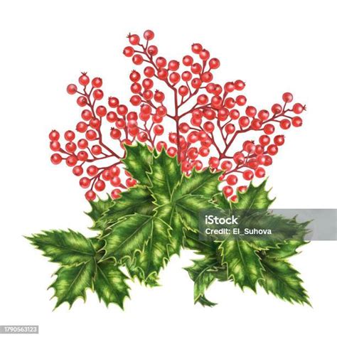 크리스마스 수채화 호랑가시나무 가지 나뭇잎 와 열매 새해 그림 초대장 엽서 배너 및 프레임 0명에 대한 스톡 벡터 아트 및 기타 이미지 Istock