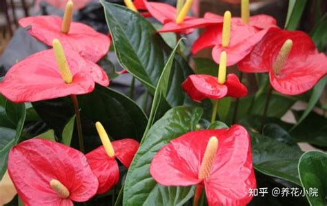 6种“喜阴花卉”，家里阳光少，也能正常开花 知乎