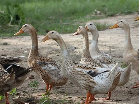 Jangan Tiru Kebiasaan Jelek Kawanan Bebek