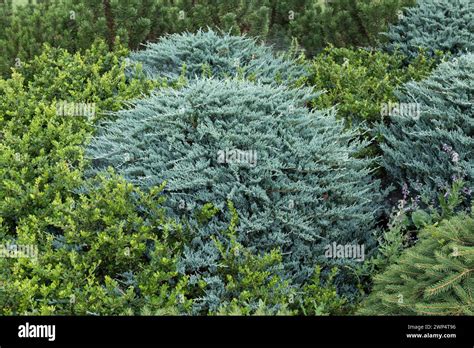 Creeping Juniper Juniperus Horizontalis Wiltonii Pruhonice