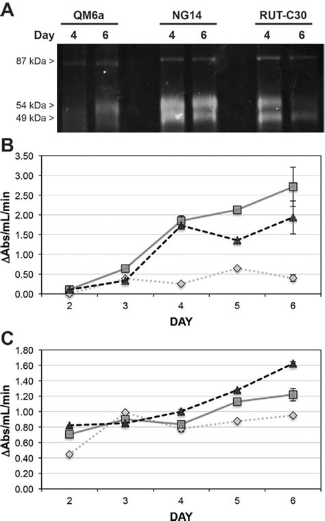Figure 3 From Activity Based Protein Profiling Of Secreted Cellulolytic Enzyme Activity Dynamics