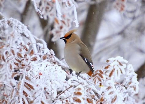 Bohemian Waxwing