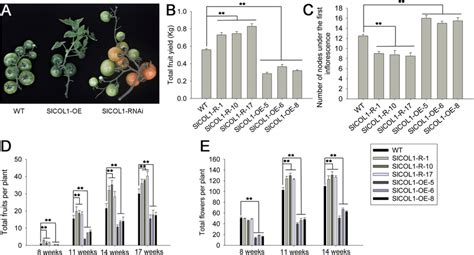 Inflorescence Phenotype And Fruit Yield Of Transgenic Tomato Plants A