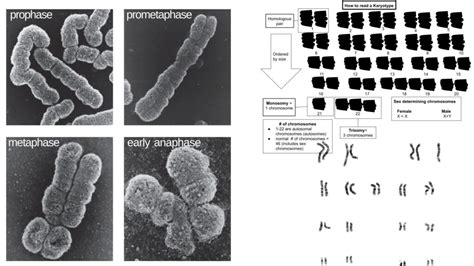 Karyotyping Definition Steps Procedure And Applications Biology