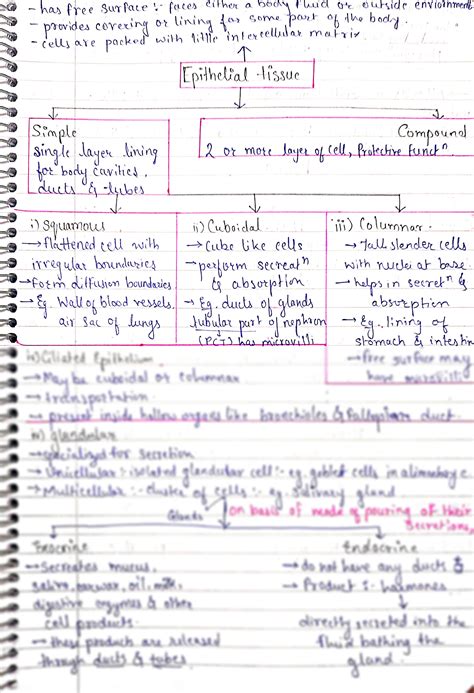 SOLUTION Human Tissues Short Notes Human Tissue Epithelial Tissue Studypool
