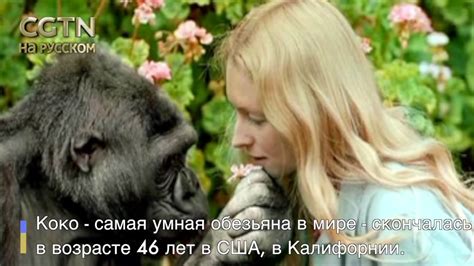 Коко - самая умная обезьяна в мире - скончалась в возрасте 46 лет в США ...