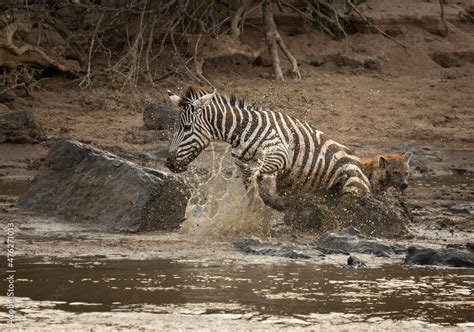Foto De Poor Zebra Got Attacked By A Spotted Hyena After Crossing The