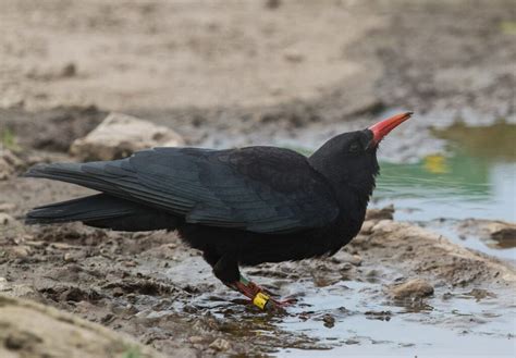Chough Symbolism And Meaning Totem Spirit And Omens World Birds