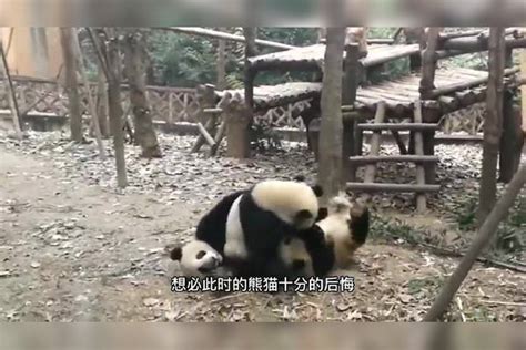 熊猫一听到饲养员喊下了，立马起来关门谢客关门熊猫