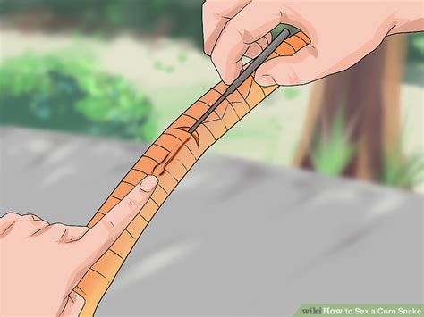 Ways To Sex A Corn Snake WikiHow