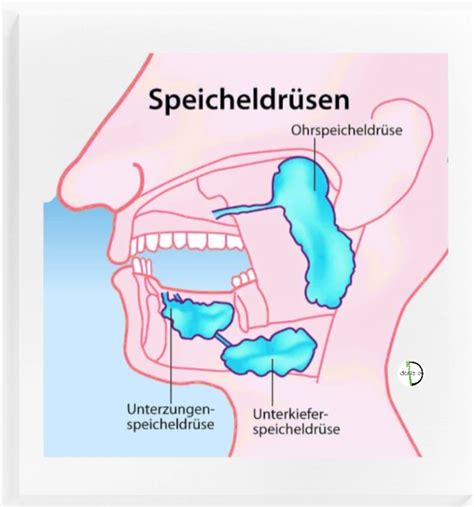 Mundhöhle Cavum Oris Dentelio