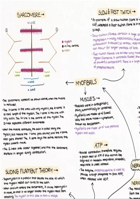 Summary A Level AQA Biology Nervous Coordination Mind Map Unit Organisms Respond To